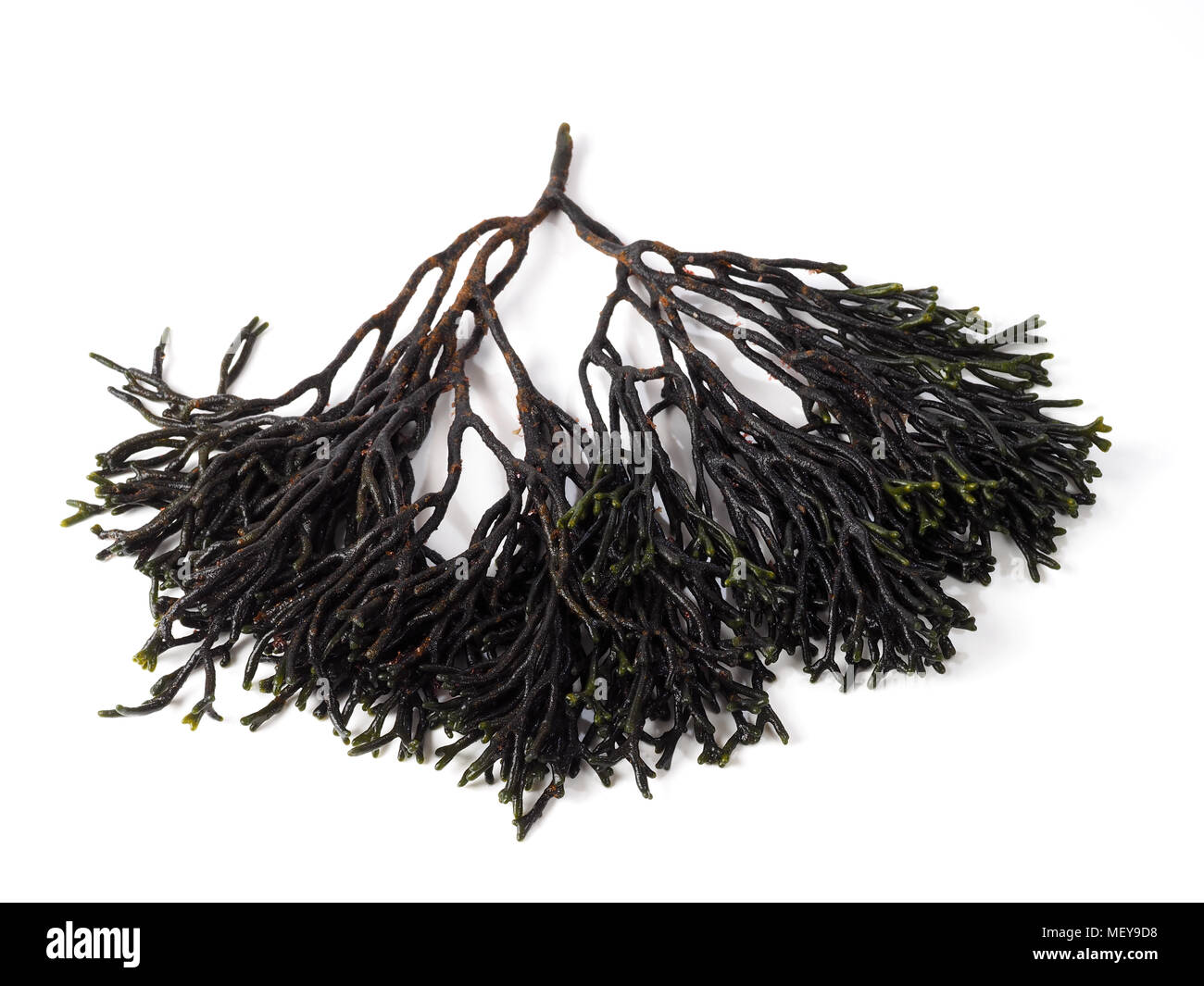 Codium – Velvet horn – Spongeweed. Edible green seaweed in the family ...