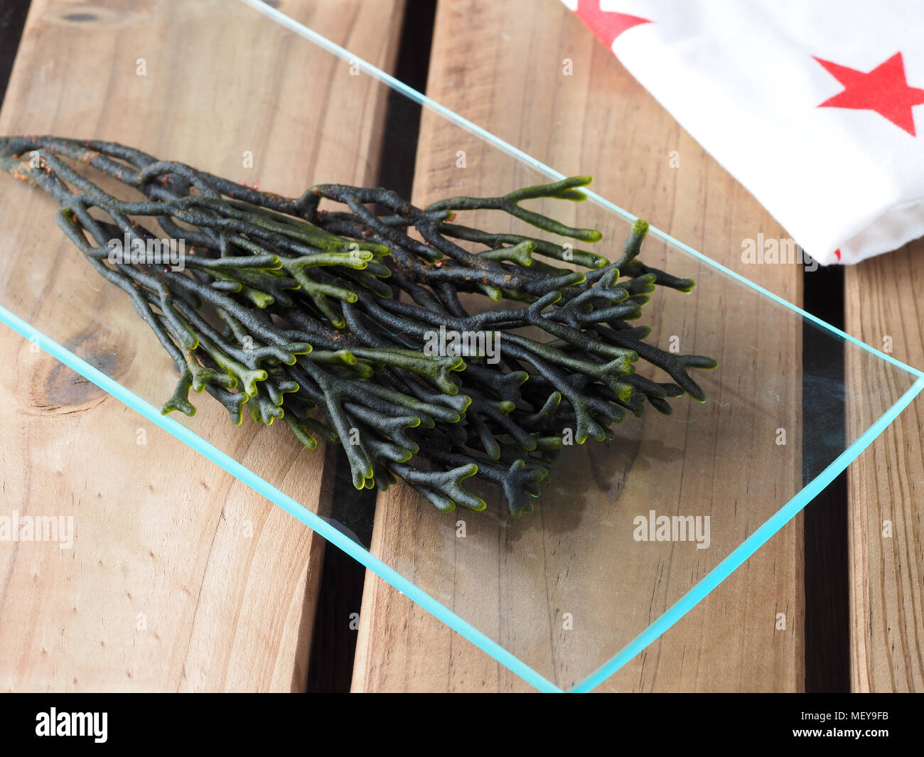 Codium – Velvet horn – Spongeweed. Edible green seaweed in the family ...