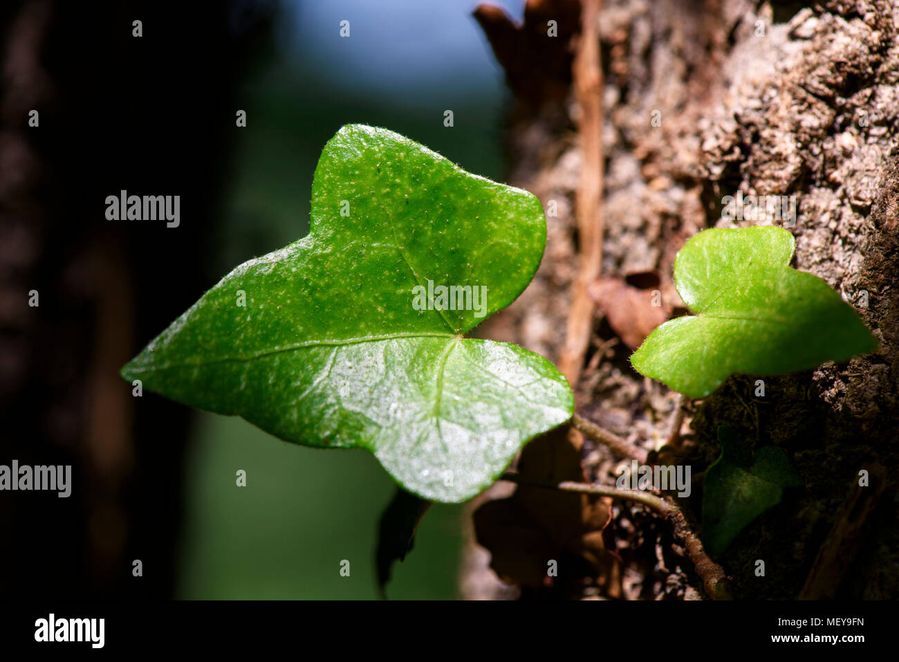 Ivy (Hedera Helix) plant climbing up tree trunk, Close Up Stock Photo ...