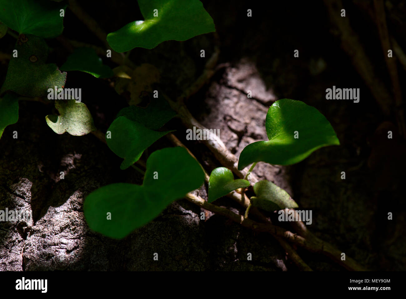 Ivy (Hedera Helix) plant climbing up tree trunk, Close Up Stock Photo ...