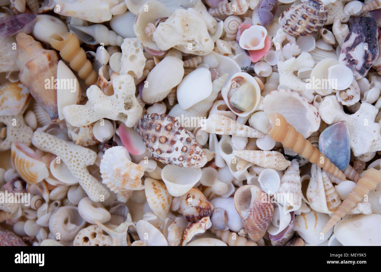 Clam shell variety hi-res stock photography and images - Alamy