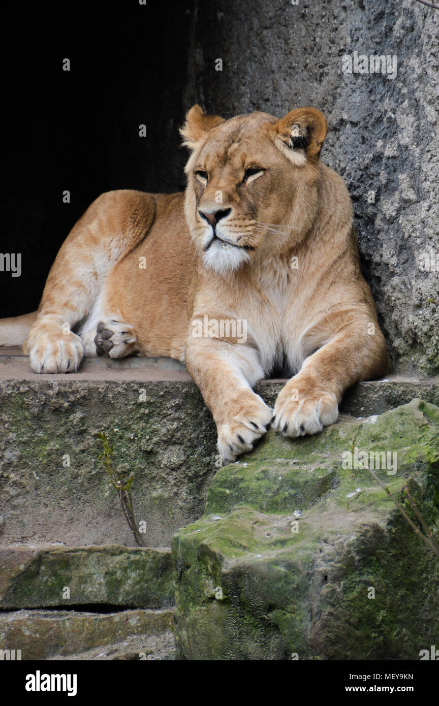 Lion Legs High Resolution Stock Photography and Images - Alamy