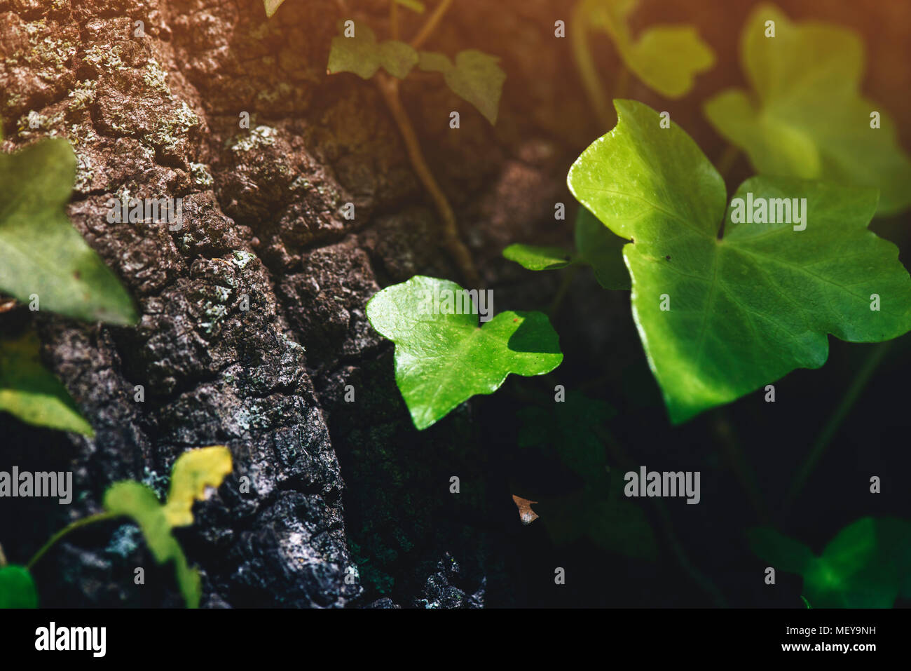 Ivy (Hedera Helix) plant climbing up tree trunk Stock Photo - Alamy