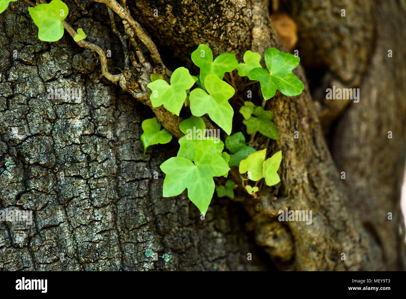Ivy (Hedera Helix) plant climbing up tree trunk Stock Photo - Alamy