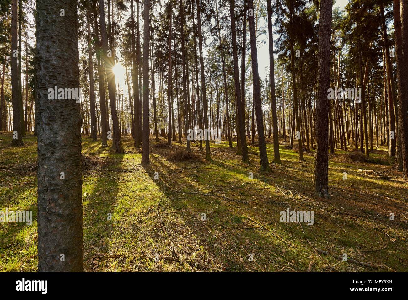 Forest of Pines Stock Photo - Alamy