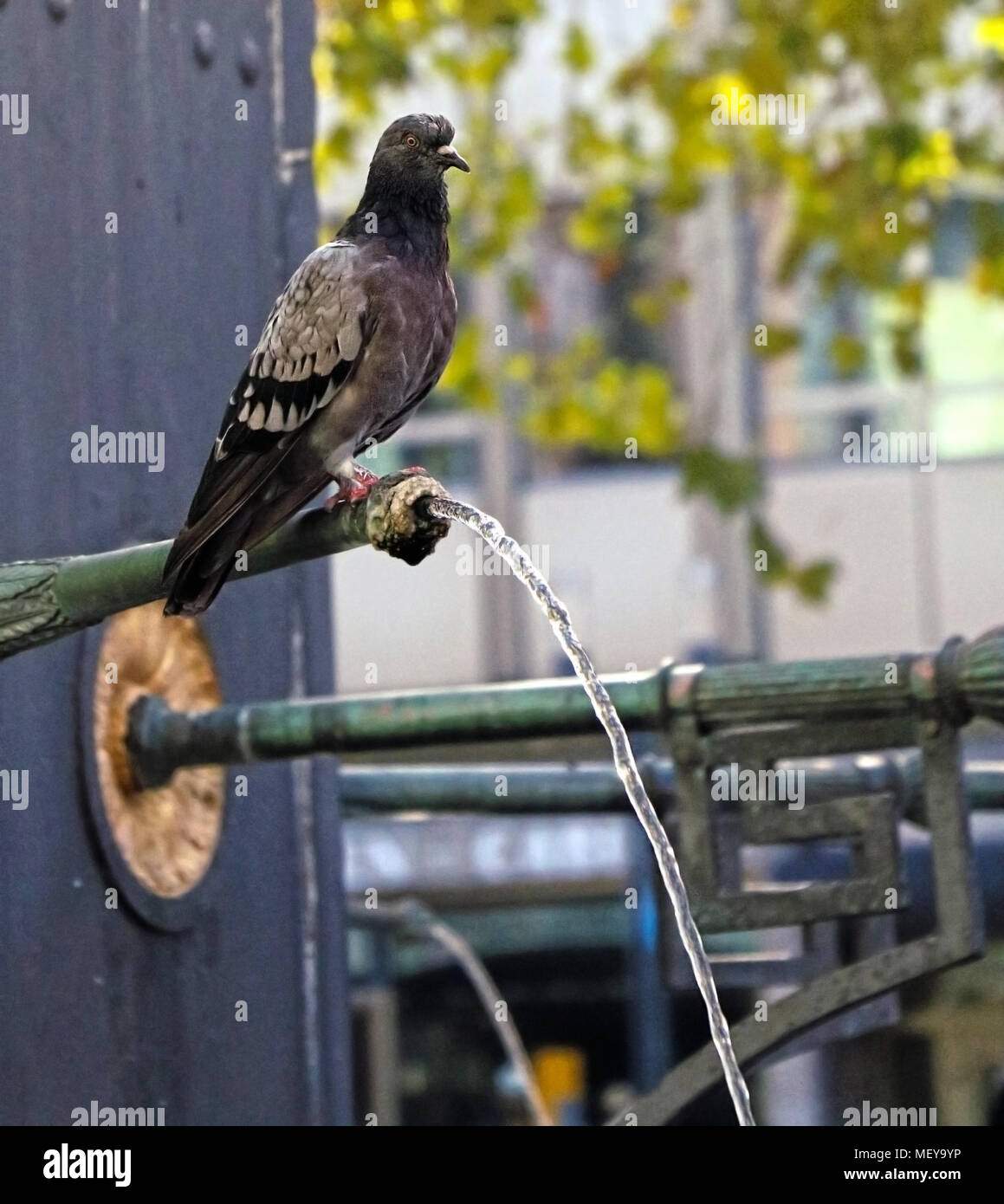 Pigeon tourism travel hi-res stock photography and images - Alamy