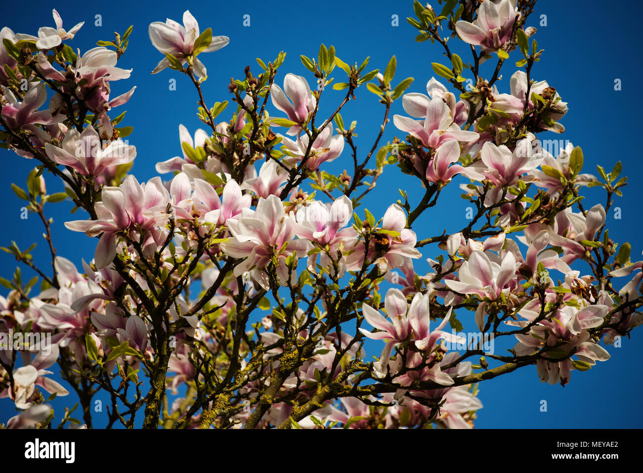 Magnolia Tree, Margaret Street Gardens Thaxted Essex England UK. April ...