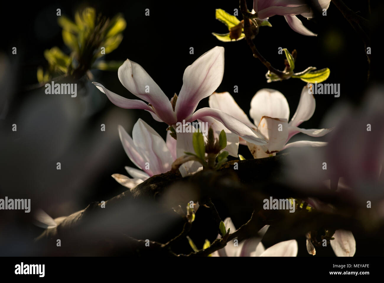 Magnoliaceae tree hi-res stock photography and images - Alamy