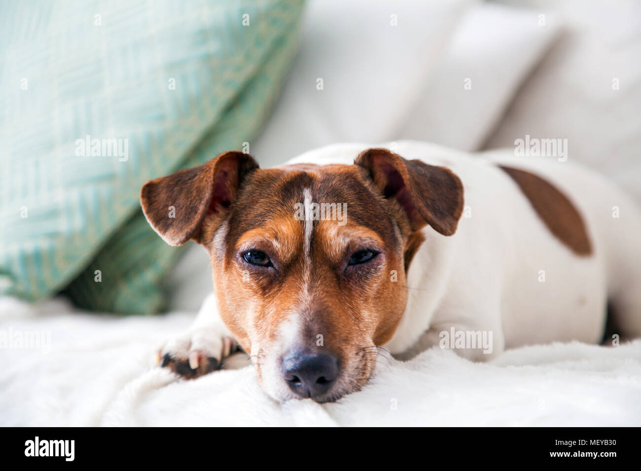 Do Dogs Have Forward Facing Eyes