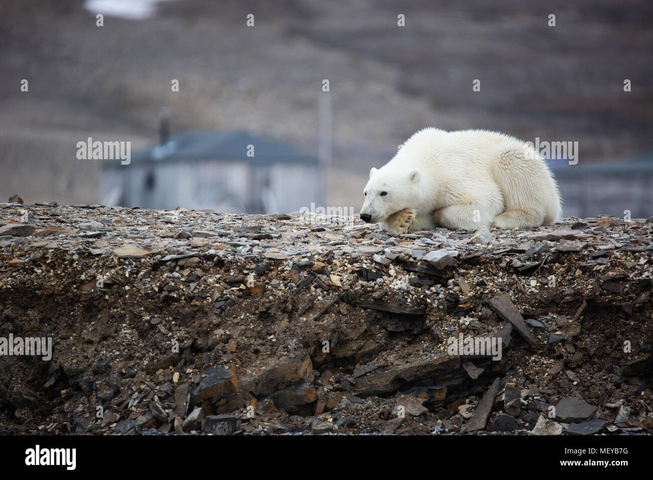 Polar Bear on land near a research station, Spitsbergen, Svalbard ...