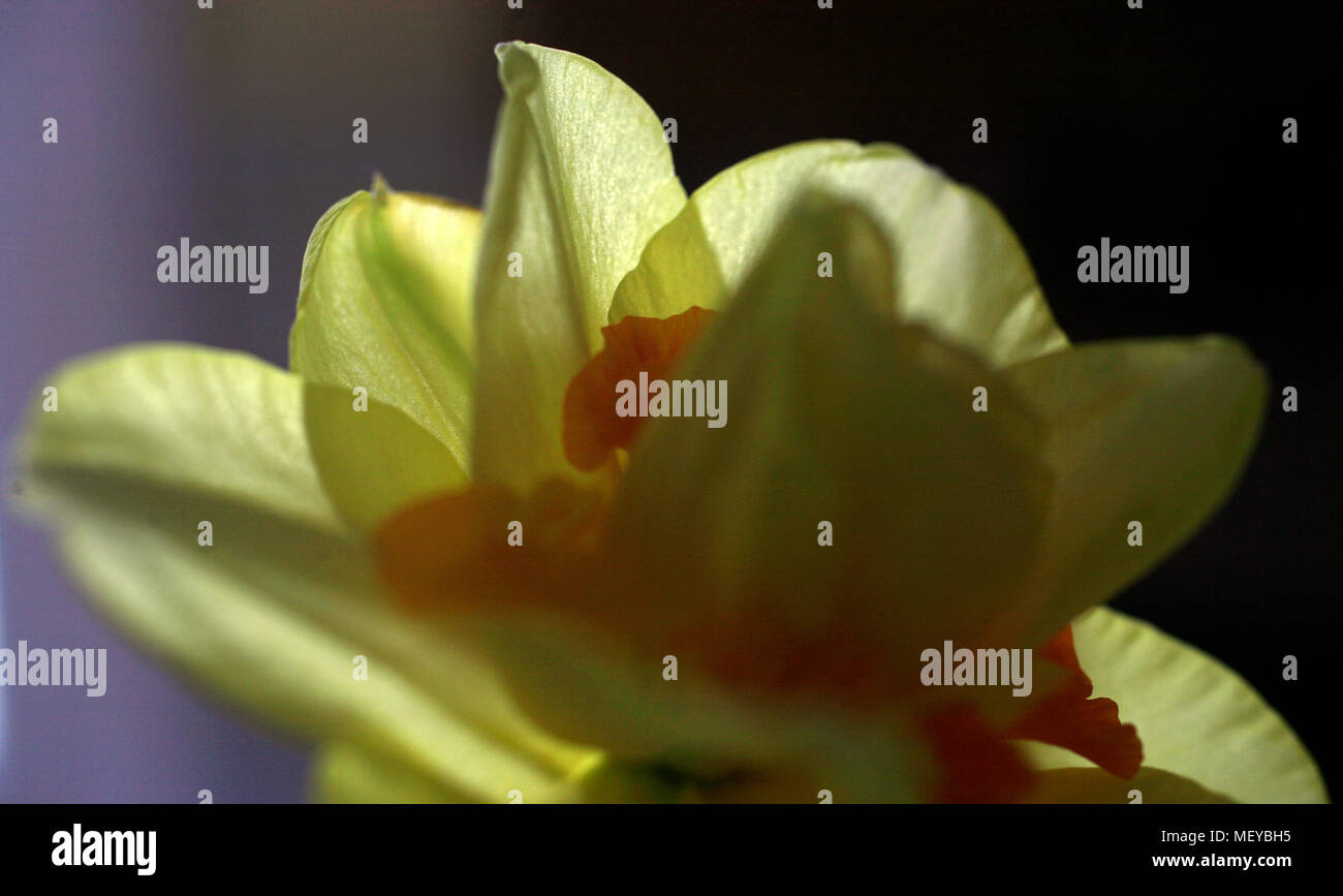 Subtle daffodils hi-res stock photography and images - Alamy