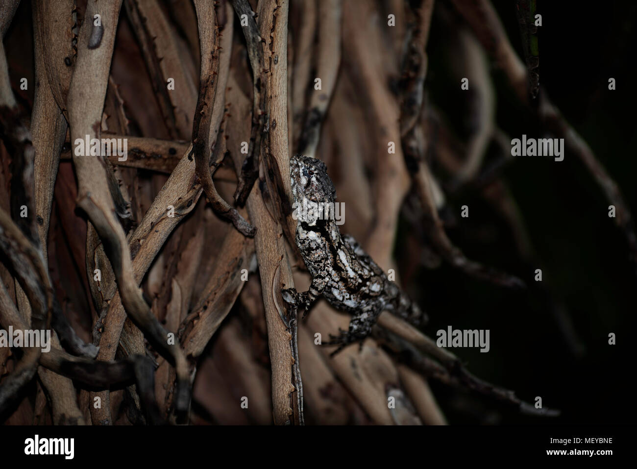Dead aloe leaves hi-res stock photography and images - Alamy