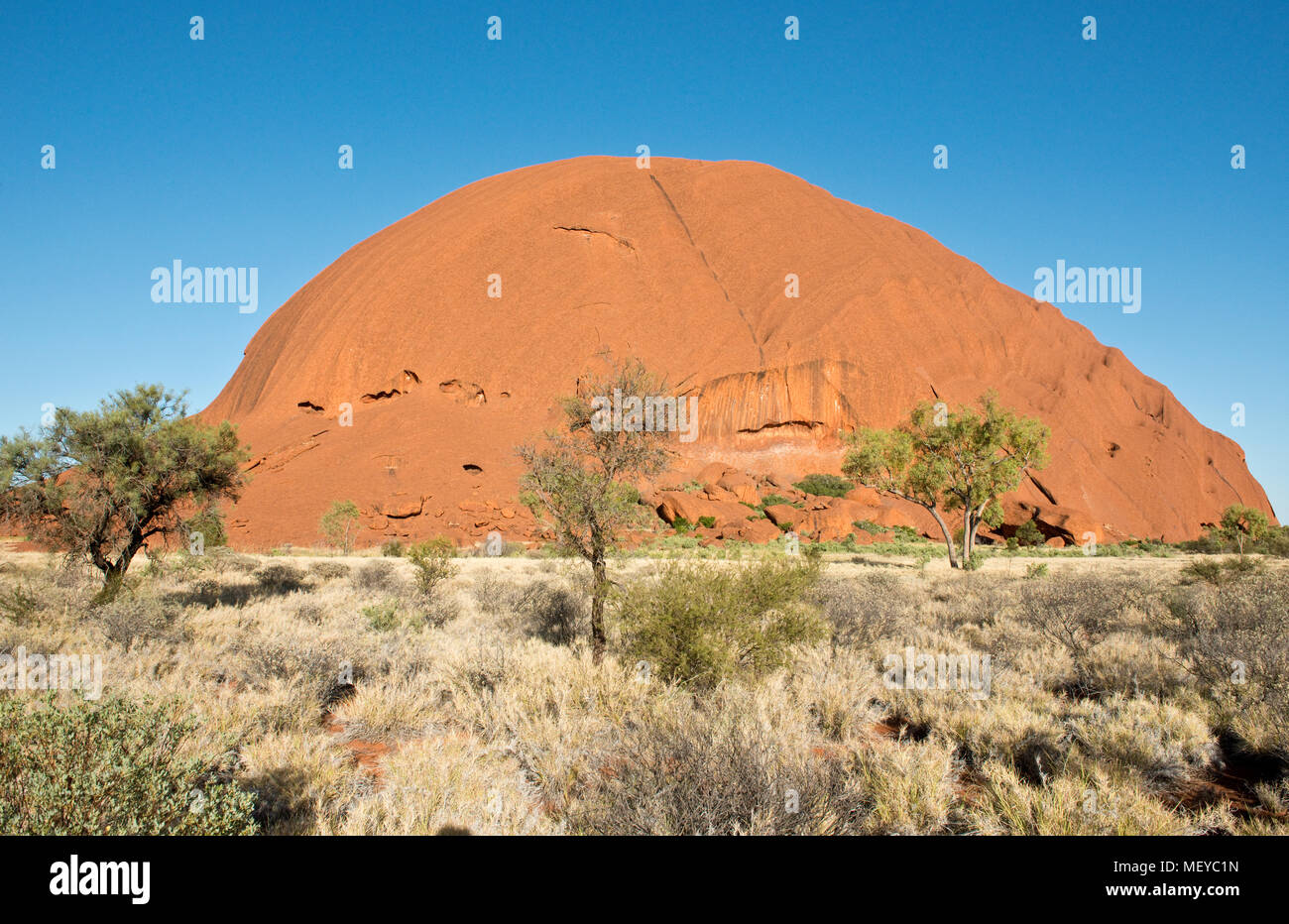 Trees near base of Uluru (Ayers Rock). Uluṟu-Kata Tjuṯa National Park ...