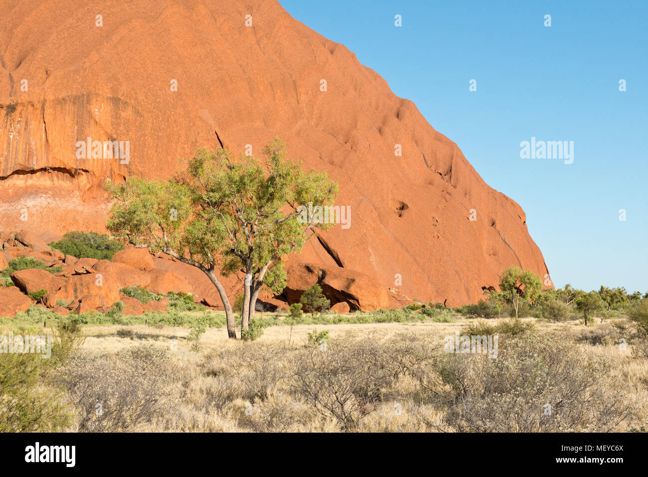 Trees near base of Uluru (Ayers Rock). Uluṟu-Kata Tjuṯa National Park ...