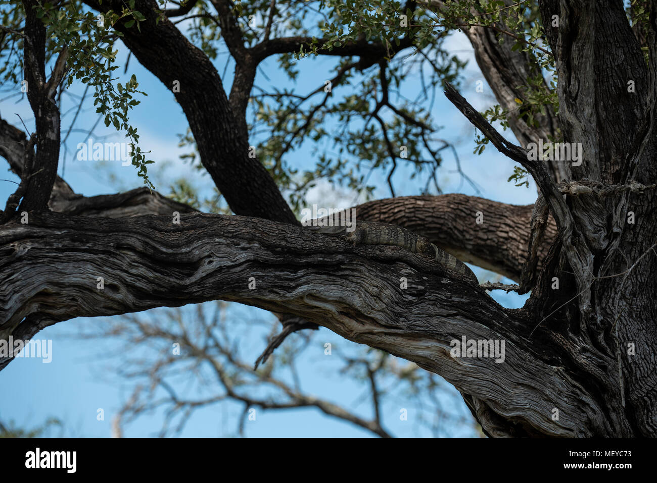 Rock Monitor Varanus Albigularis High Resolution Stock Photography and ...