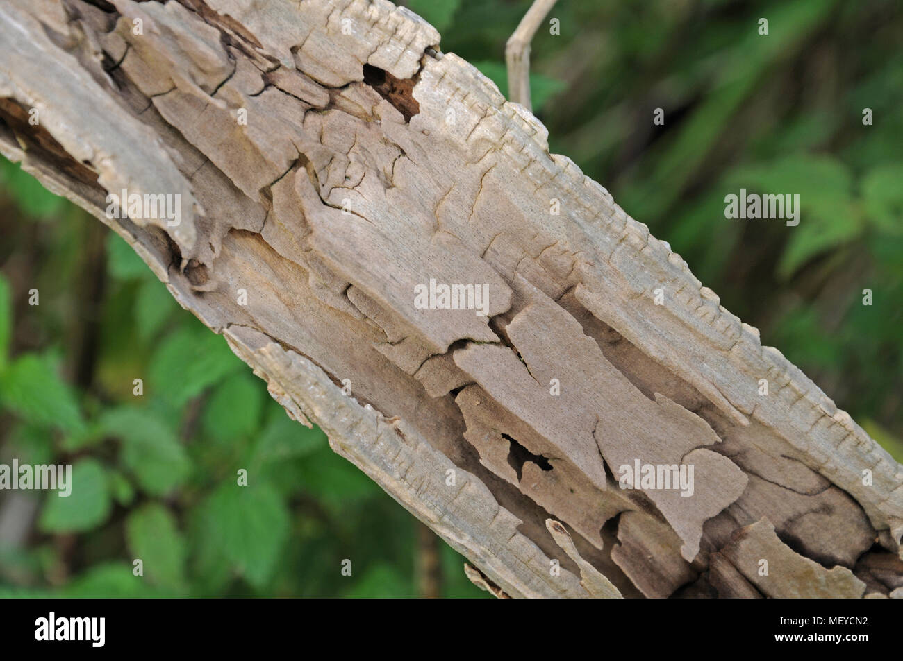 closeup of weathered wood of an elder tree Stock Photo - Alamy