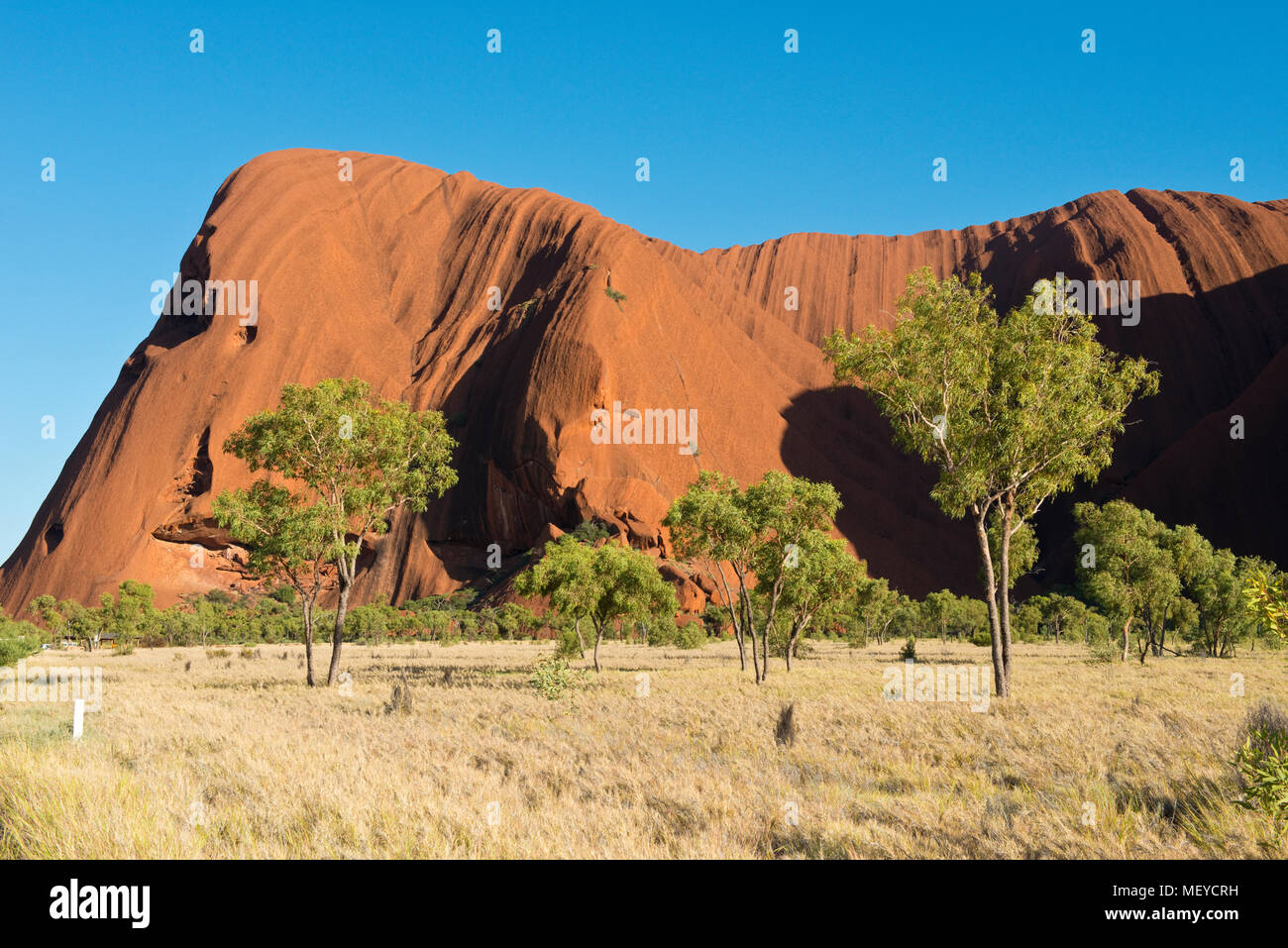 Trees near base of Uluru at Kuniya area. Uluṟu-Kata Tjuṯa National Park ...