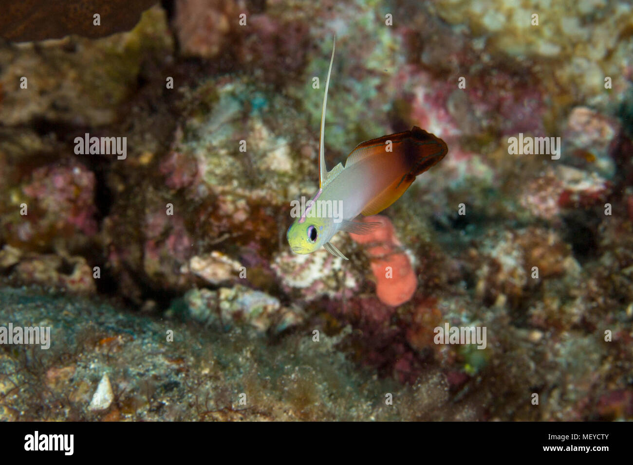 Fire Goby (Nemateleotris magnifica). Picture was taken in the Banda sea ...