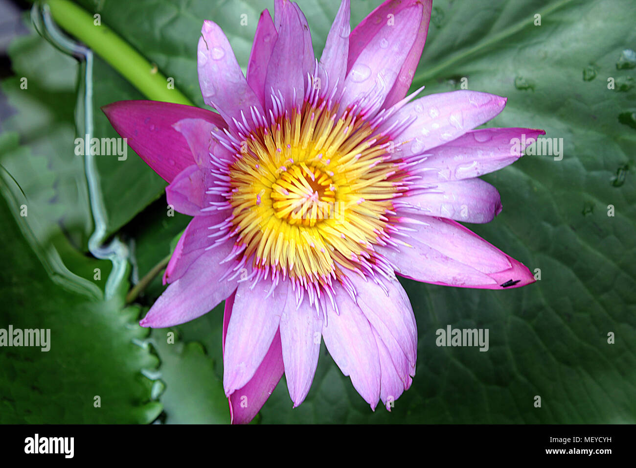 Hydrophyten hi-res stock photography and images - Alamy