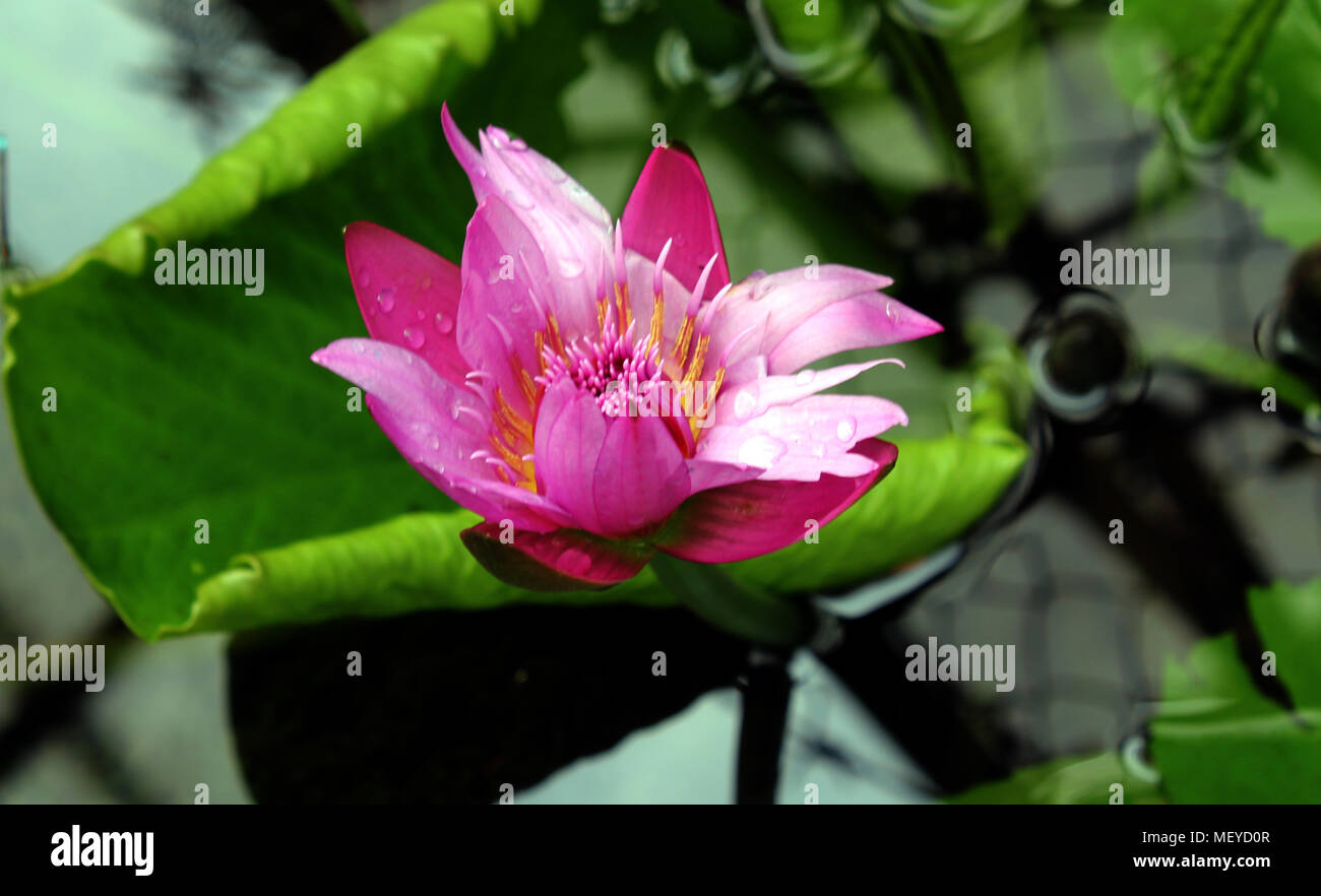 Hydrophytic Plants High Resolution Stock Photography and Images - Alamy