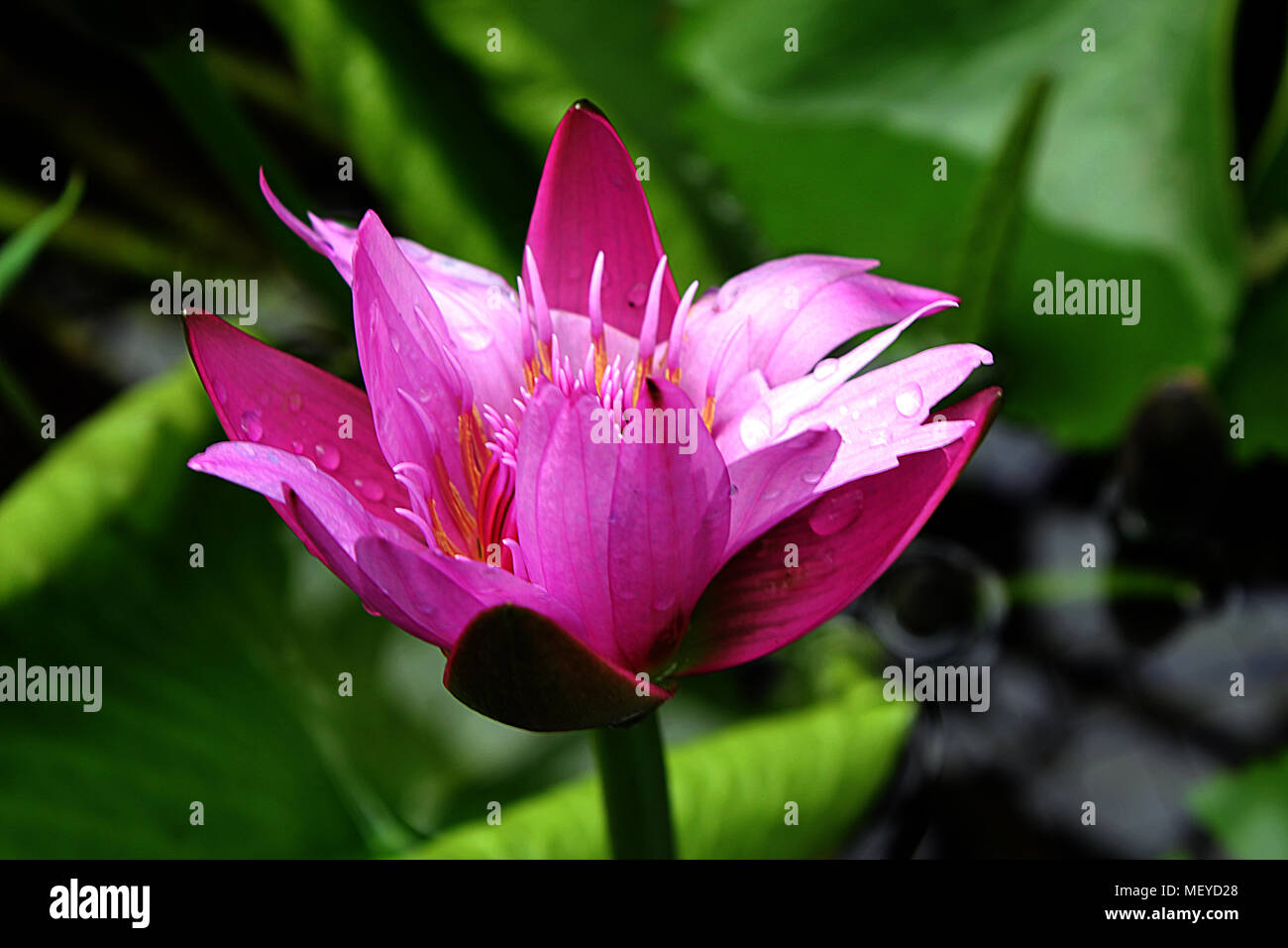 Hydrophyten hi-res stock photography and images - Alamy