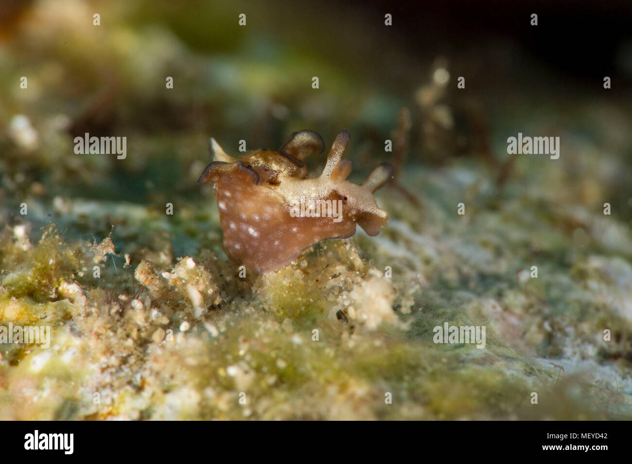 Aplysia parvula hi-res stock photography and images - Alamy