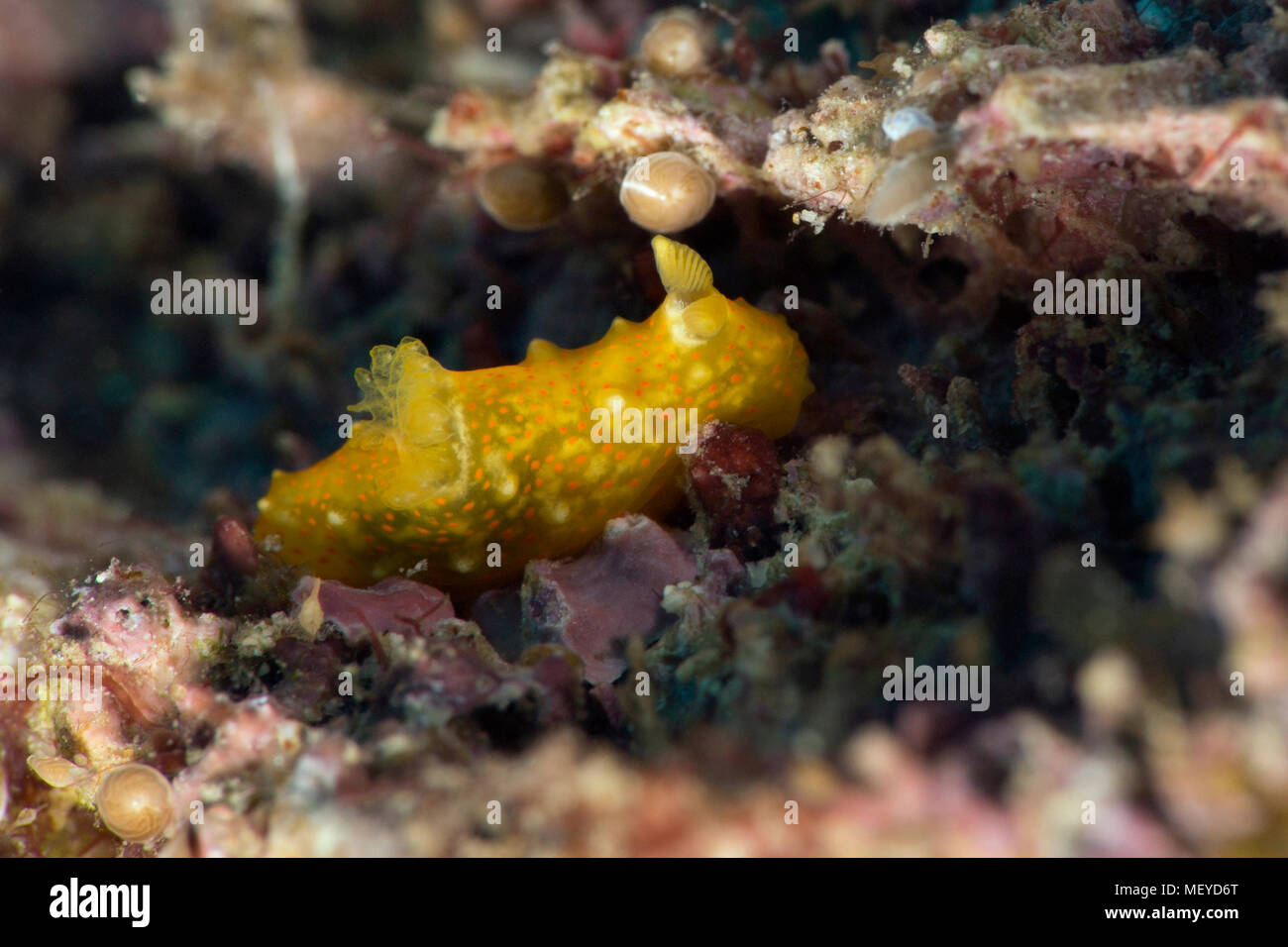 Orange slug hi-res stock photography and images - Alamy