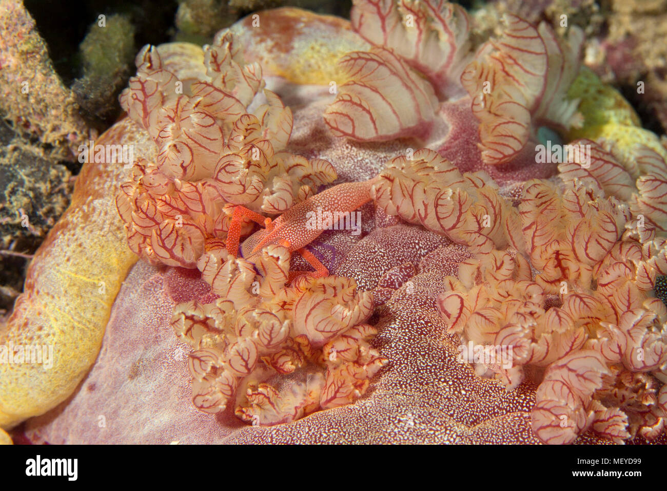 Emperor Shrimp (Zenopontonia rex) on Spanish dancer (Hexabranchus ...