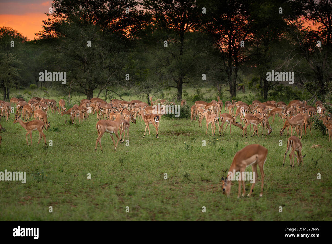 Impalas and herd hi-res stock photography and images - Alamy