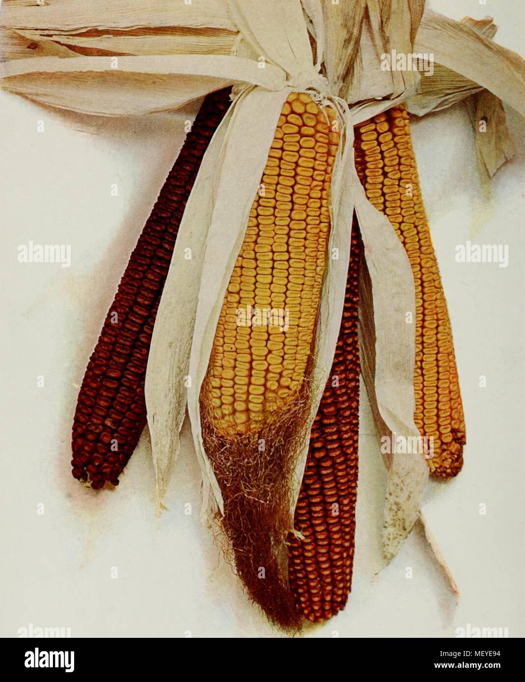 Color photograph of dried cobs of yellow and red corn, 1914. Courtesy ...