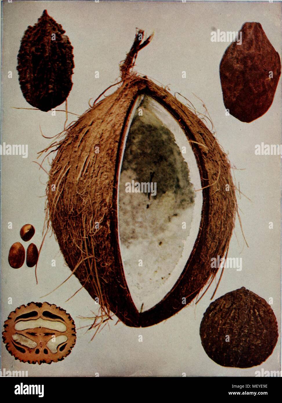 Botanical photograph of edible nuts including a butter-nut, black ...