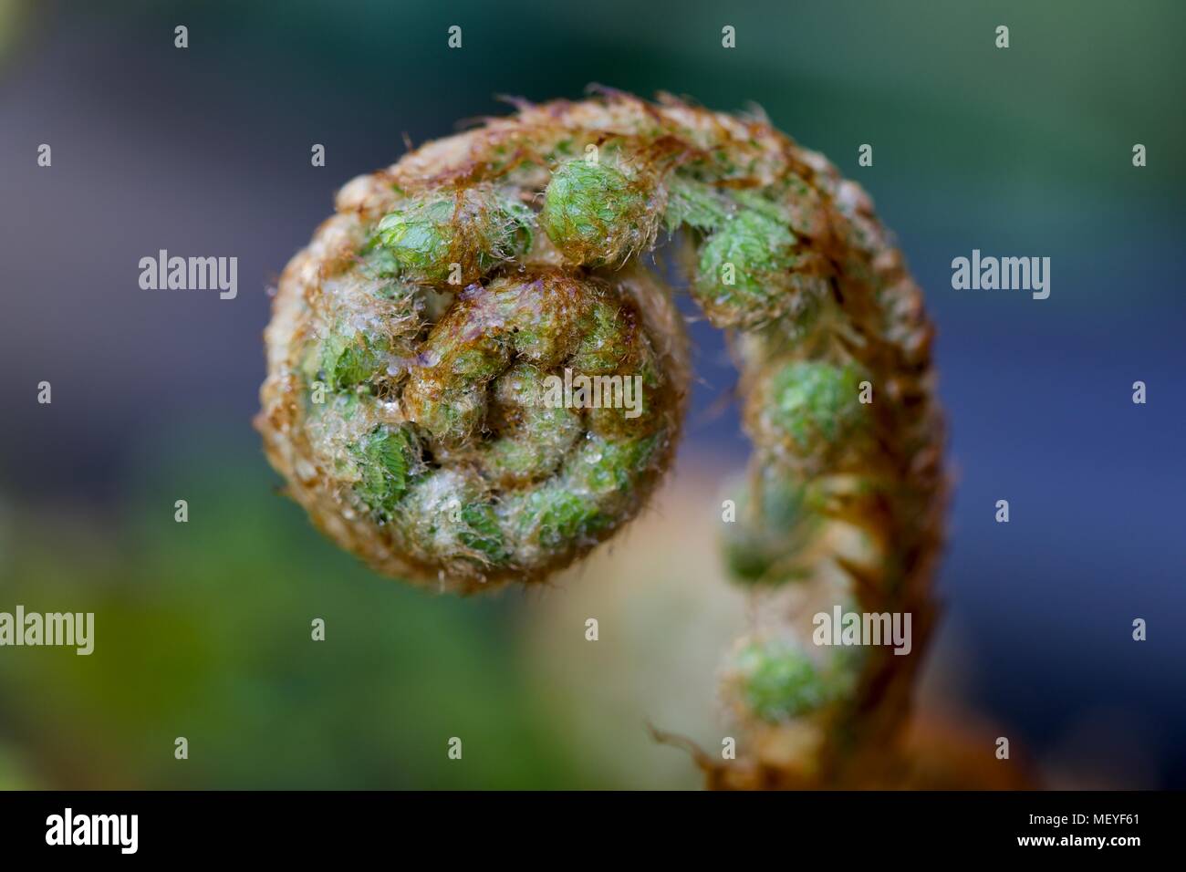 Curled up young frond hi-res stock photography and images - Alamy