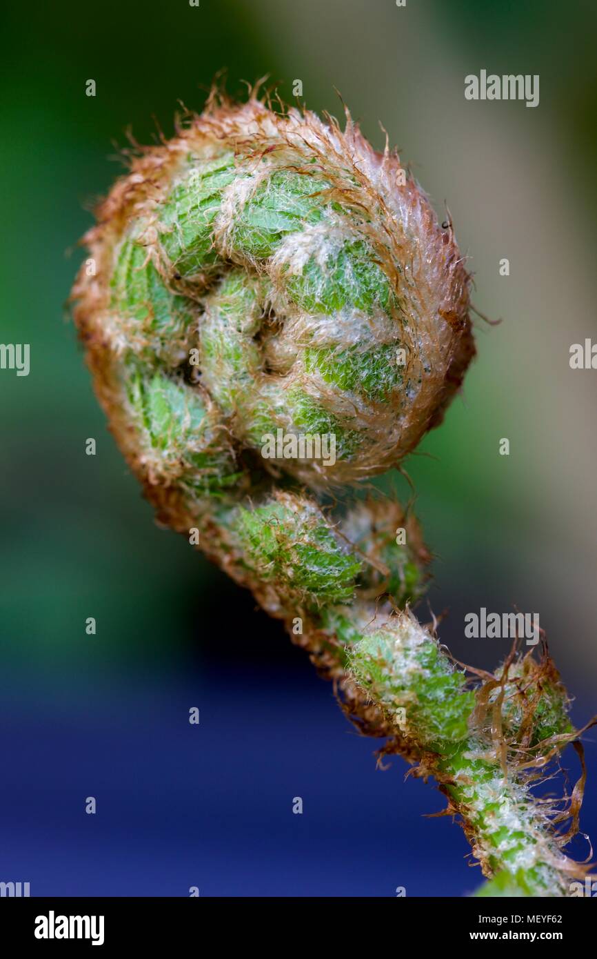 Unfurling Fern Frond Stock Photo - Alamy