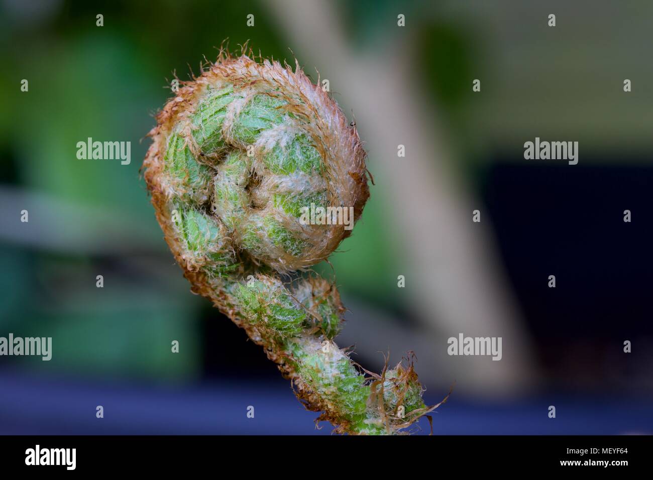 Unfurling Fern Frond Stock Photo - Alamy