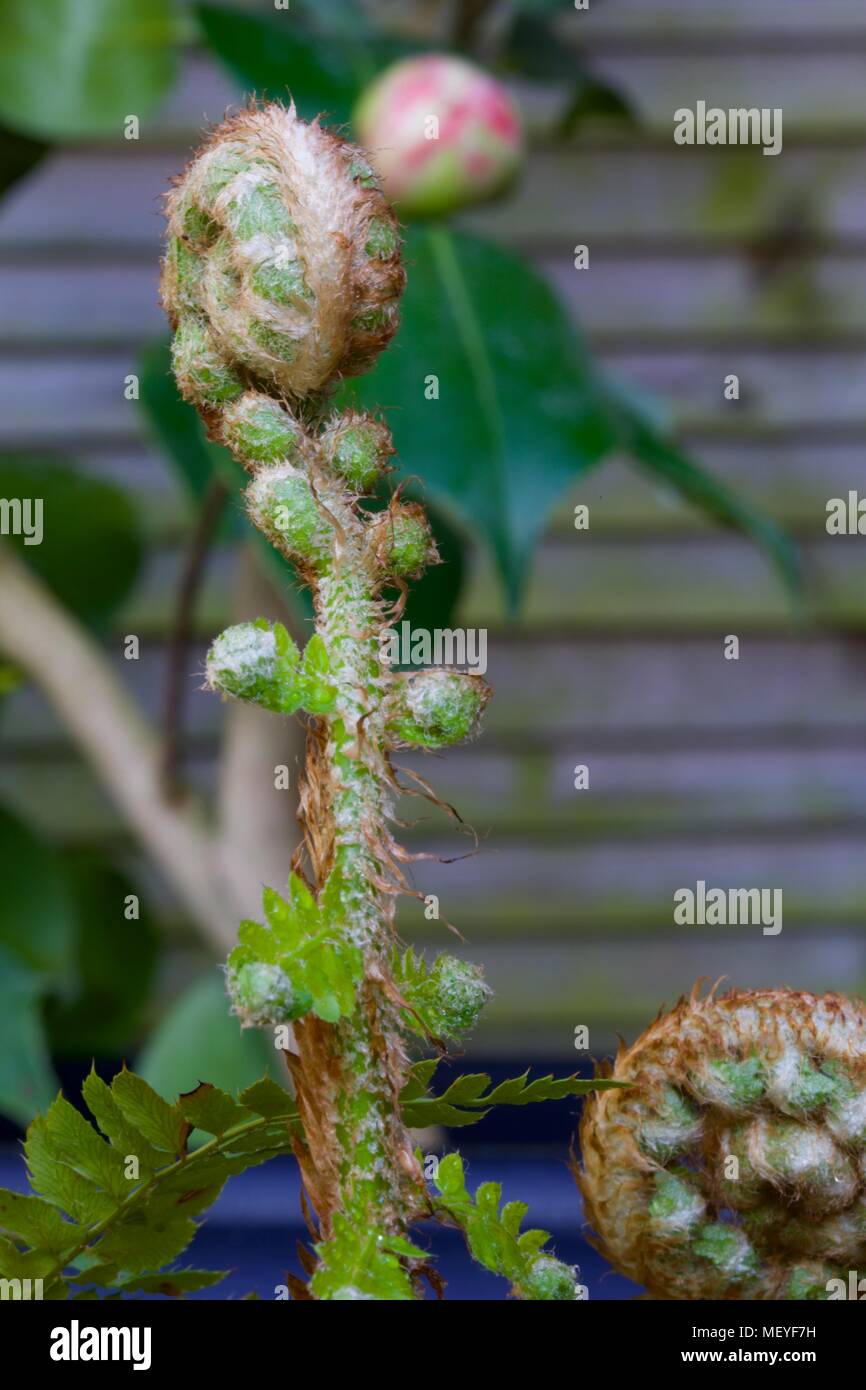 Unfurling frond male fern dryopteris hi-res stock photography and ...