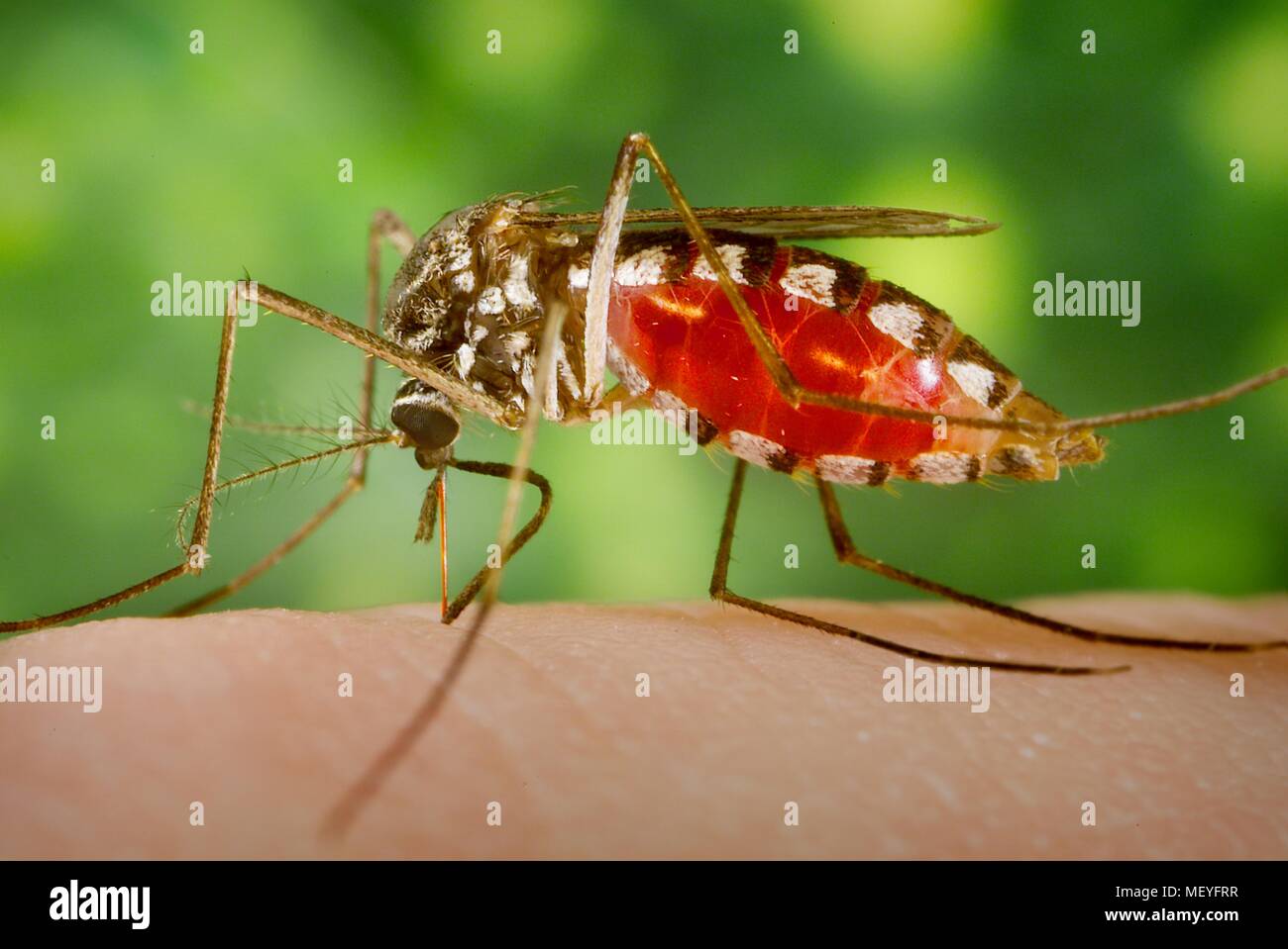Armigeres subalbatus mosquito of the Nagasaki colony, engorged with ...