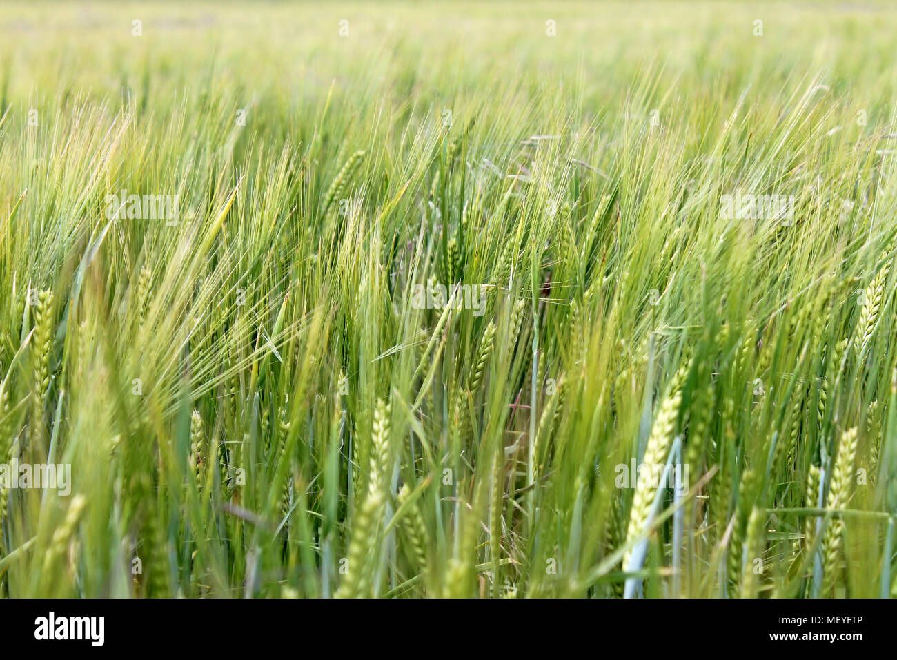 Green rye hi-res stock photography and images - Alamy
