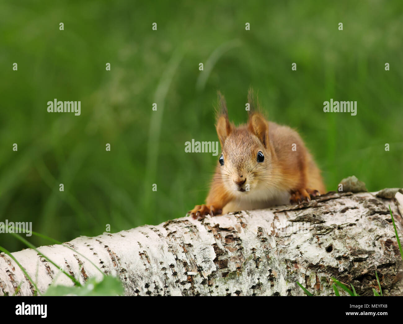 Surprised squirrel hi-res stock photography and images - Alamy