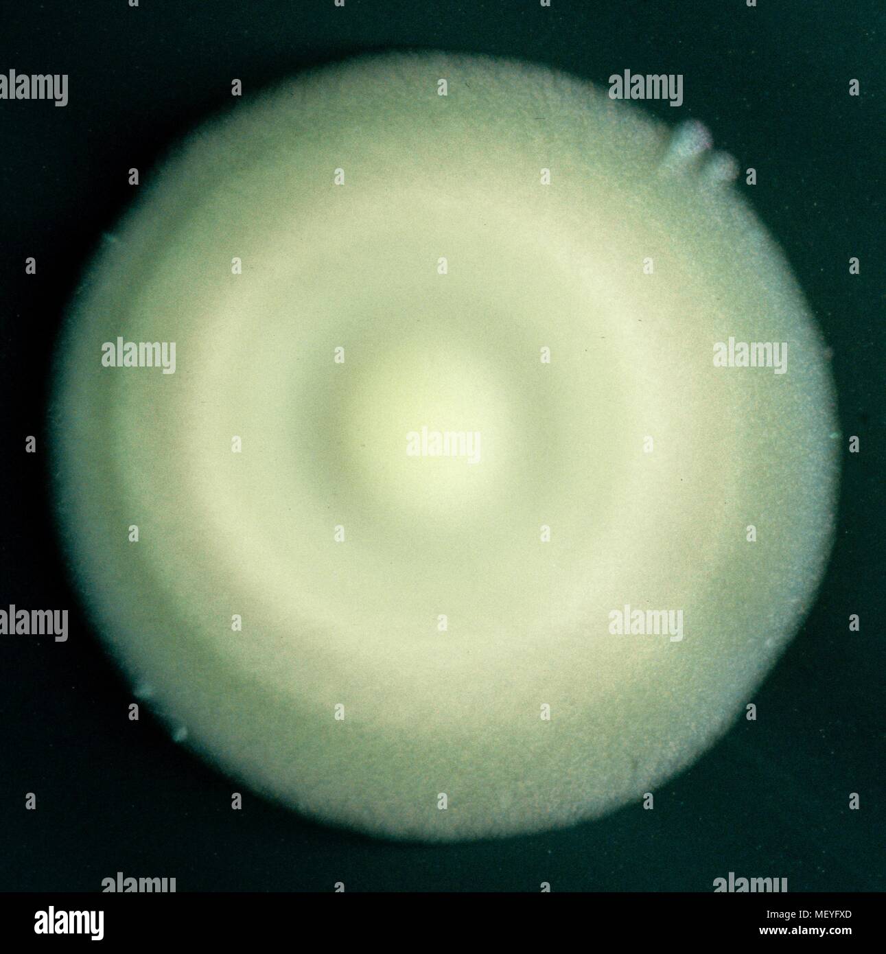Photo micrograph hi-res stock photography and images - Alamy
