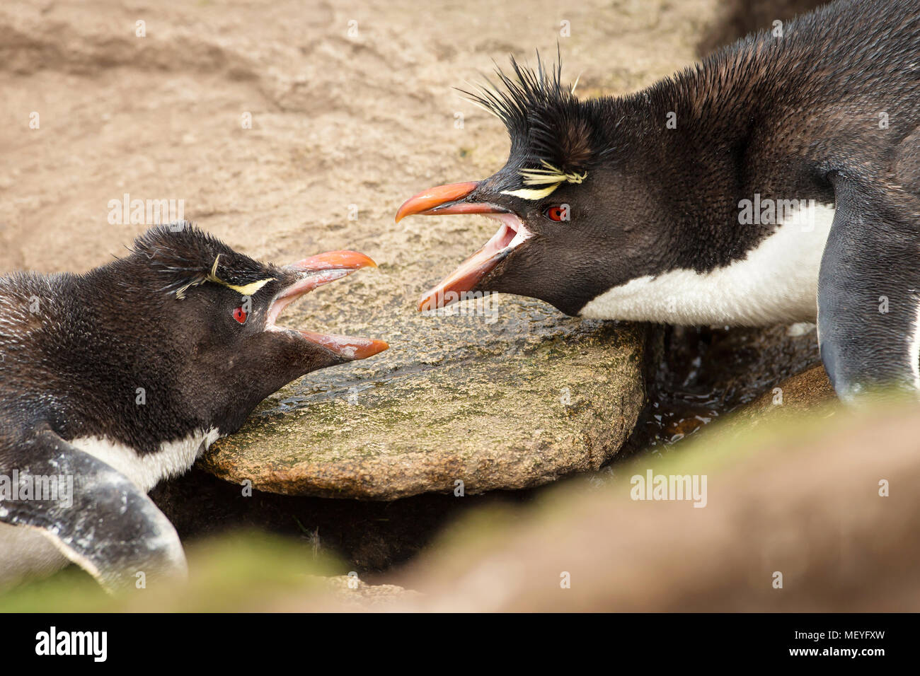 Close-up of two Southern Rockhopper penguins arguing between each other ...