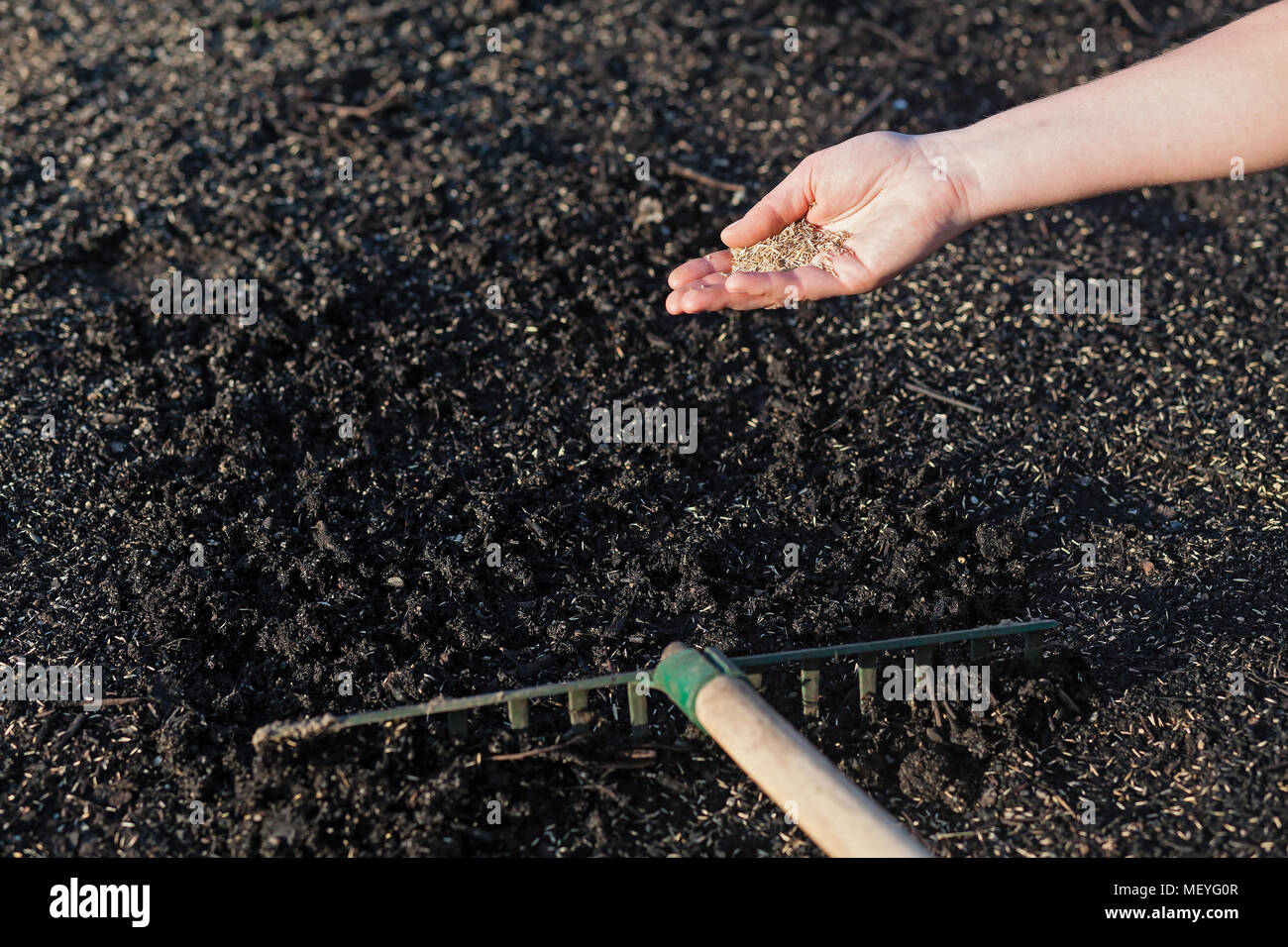 Shaking grass hi-res stock photography and images - Alamy
