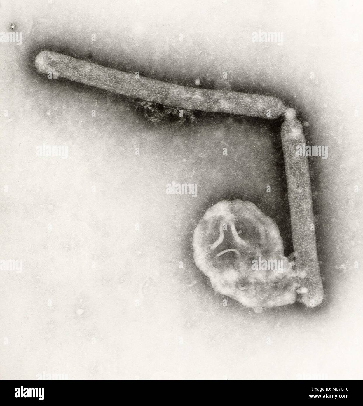 Influenza A Virus revealed in the highly magnified scanning electron ...