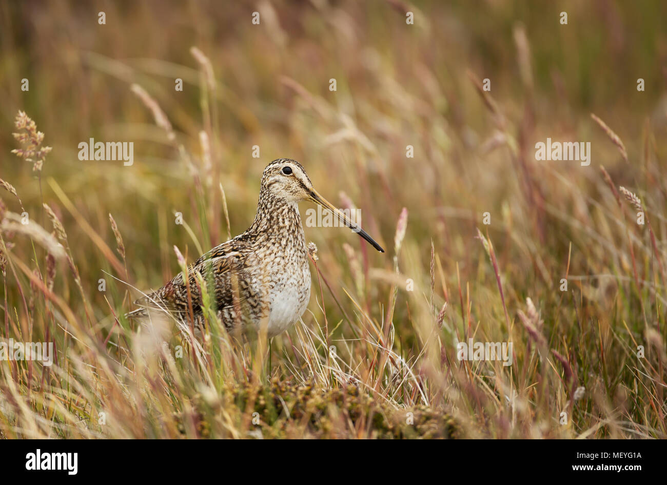 Snipe bird hi-res stock photography and images - Alamy