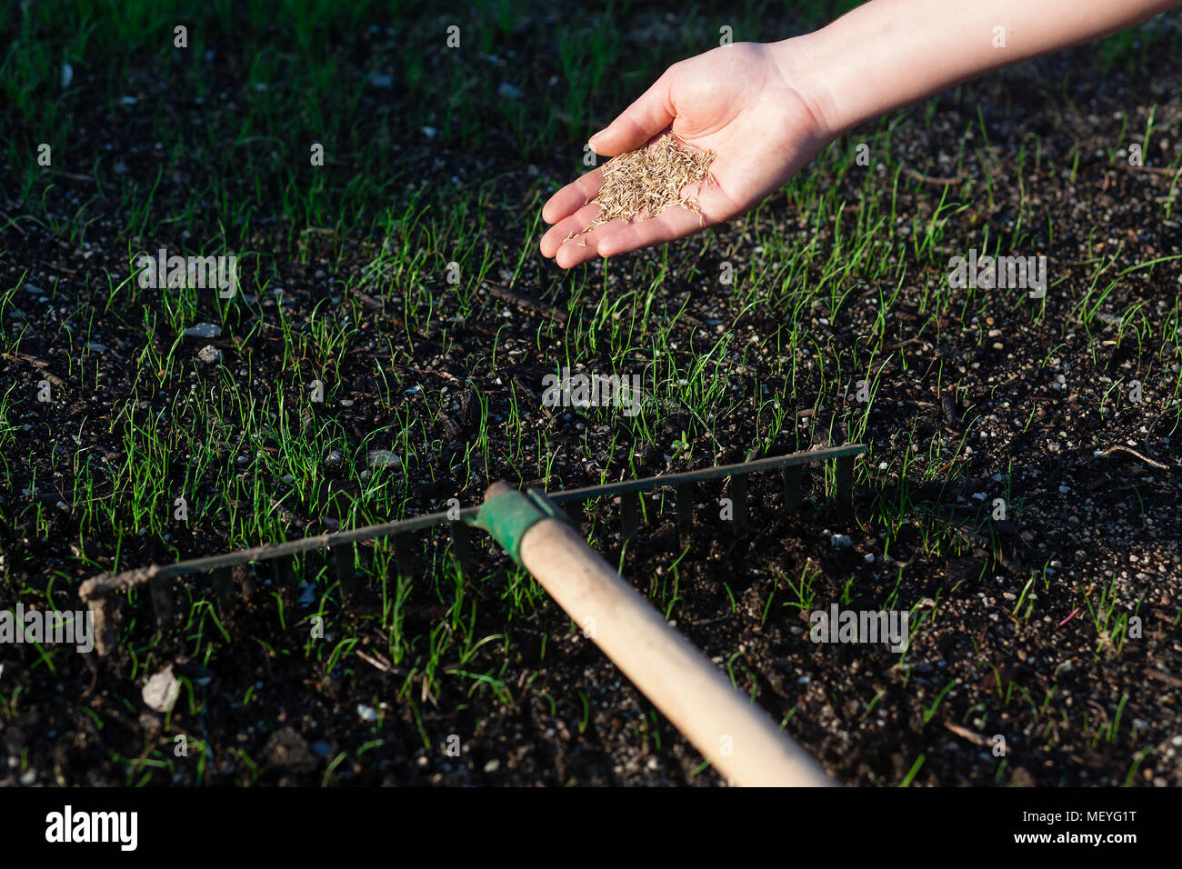 Close-up of a woman's hand shaking grass seeds. (Shallow DOF Stock ...