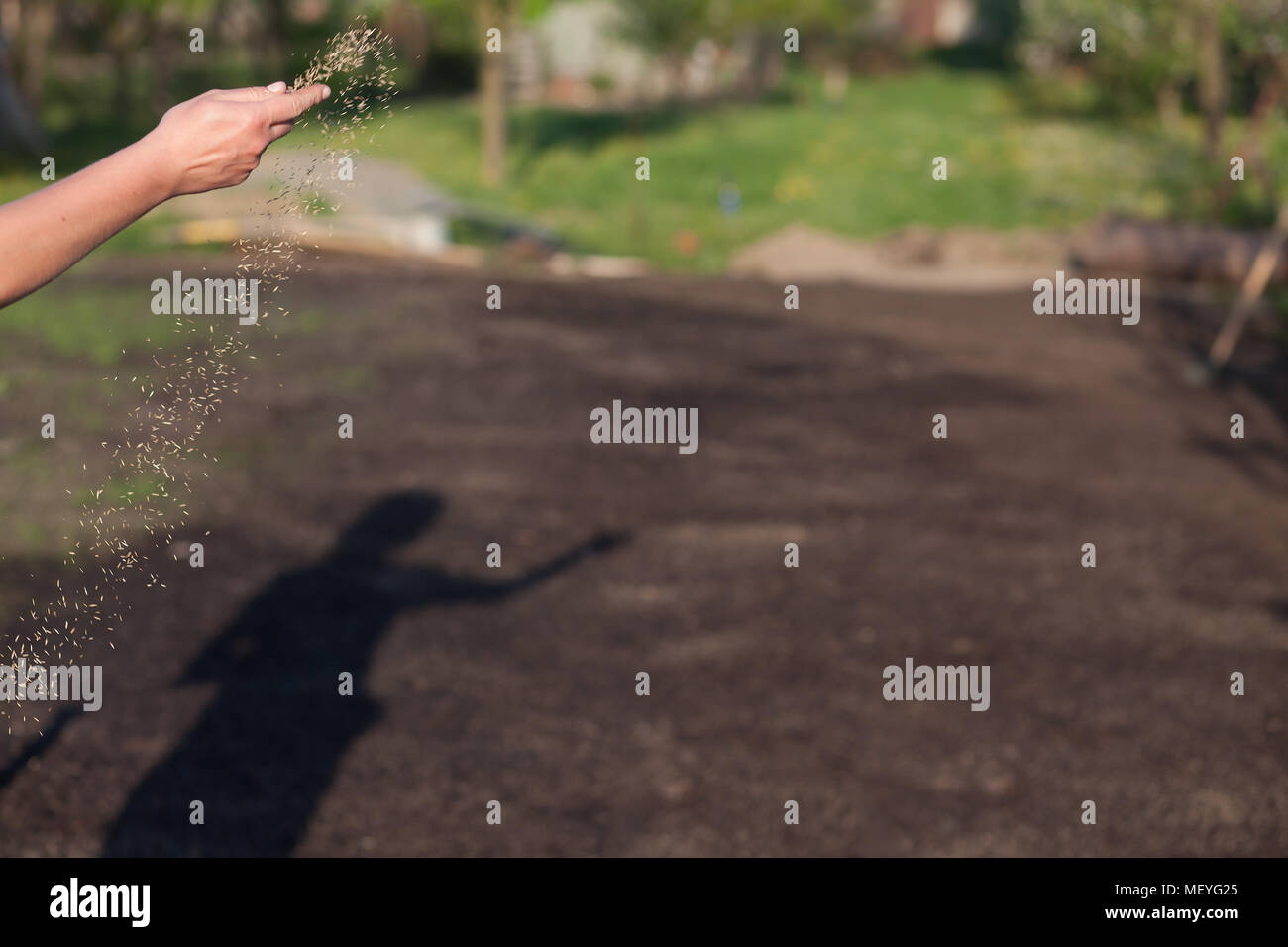 Shaking grass hi-res stock photography and images - Alamy