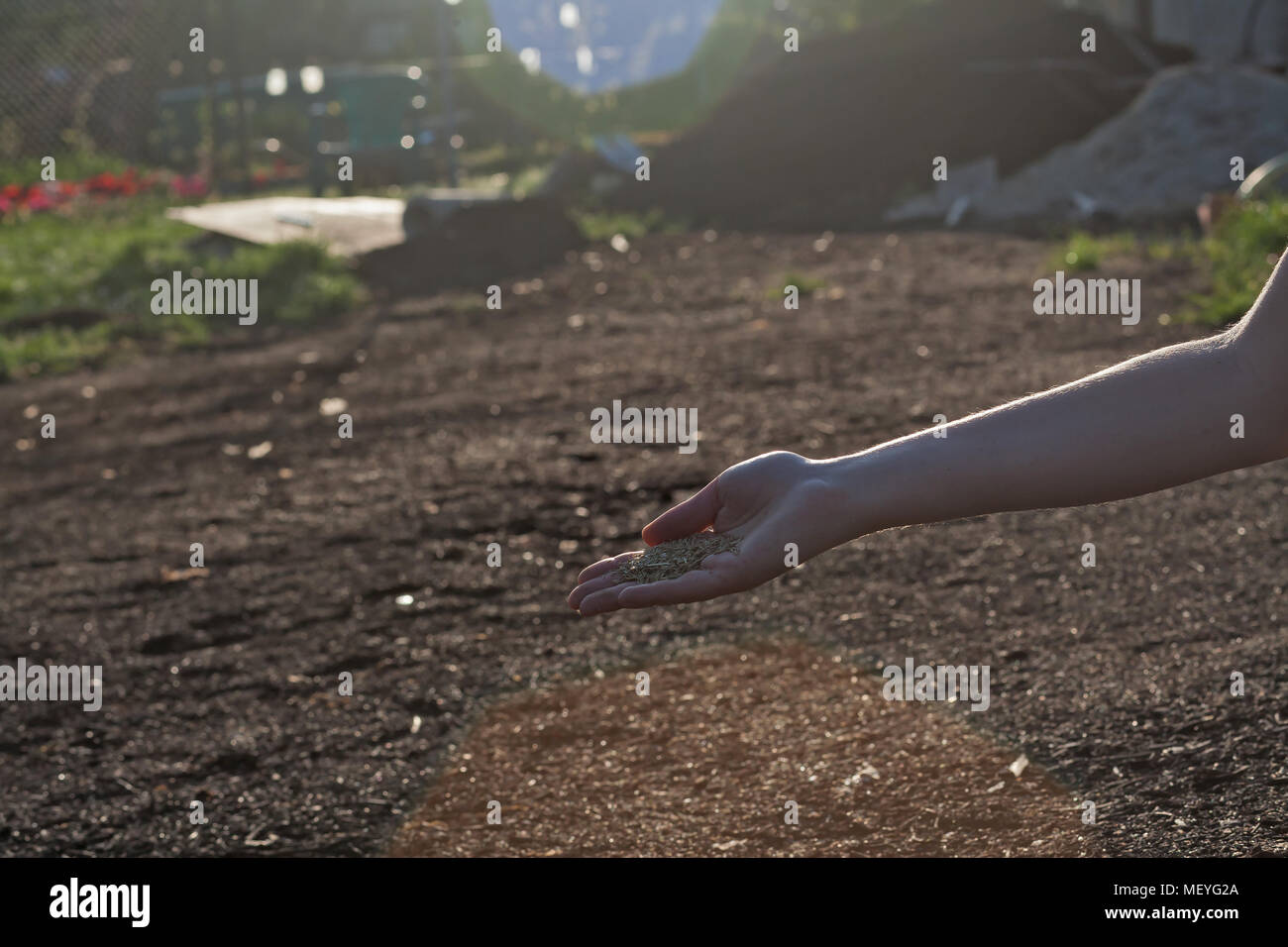 Close-up of a woman's hand shaking grass seeds. (Shallow DOF Stock ...