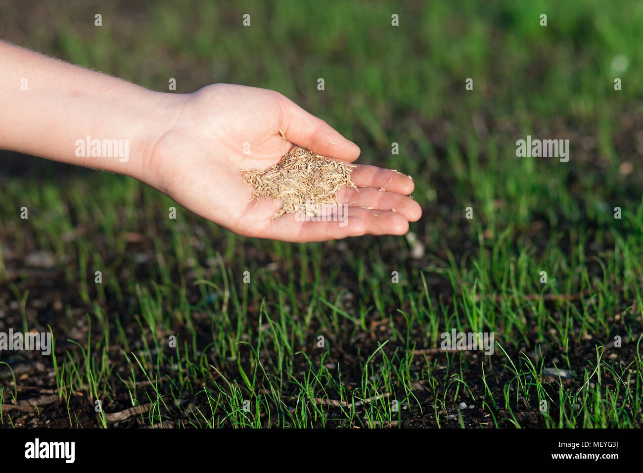 Close-up of a woman's hand shaking grass seeds. (Shallow DOF Stock ...