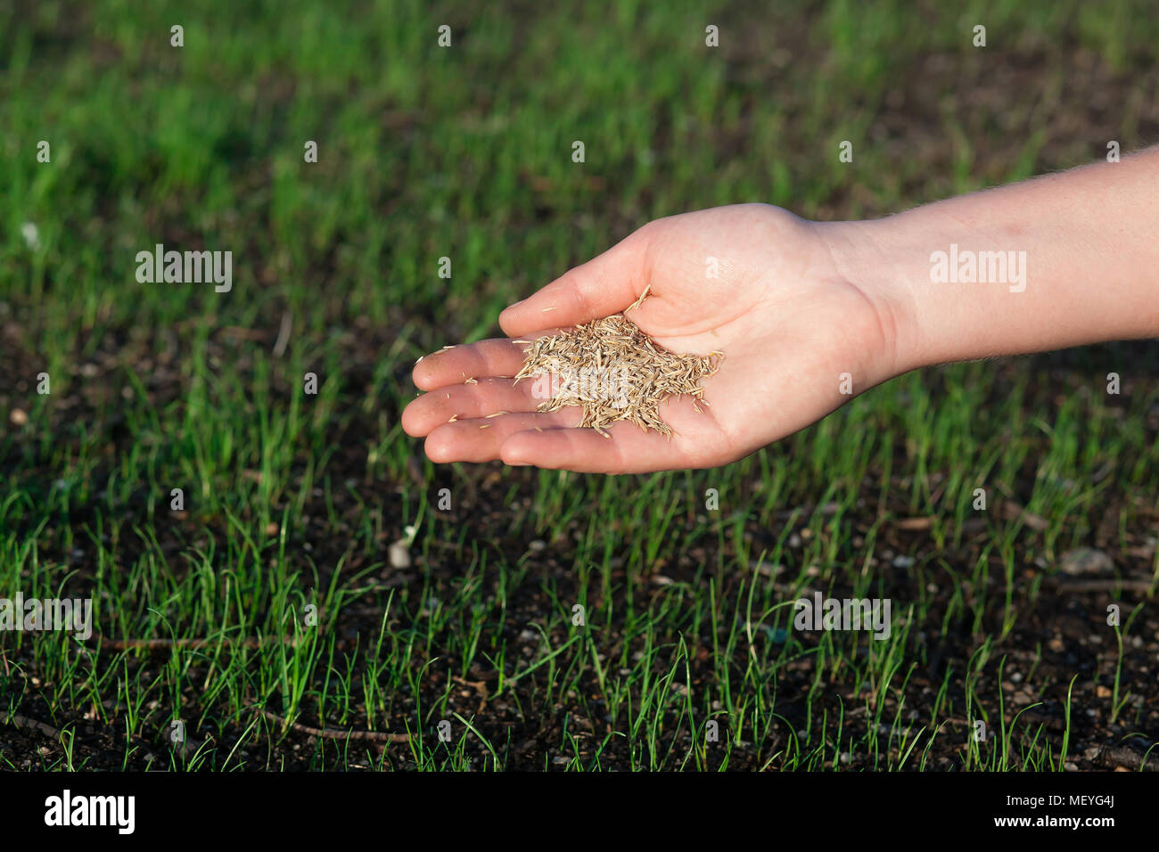Close-up of a woman's hand shaking grass seeds. (Shallow DOF Stock ...