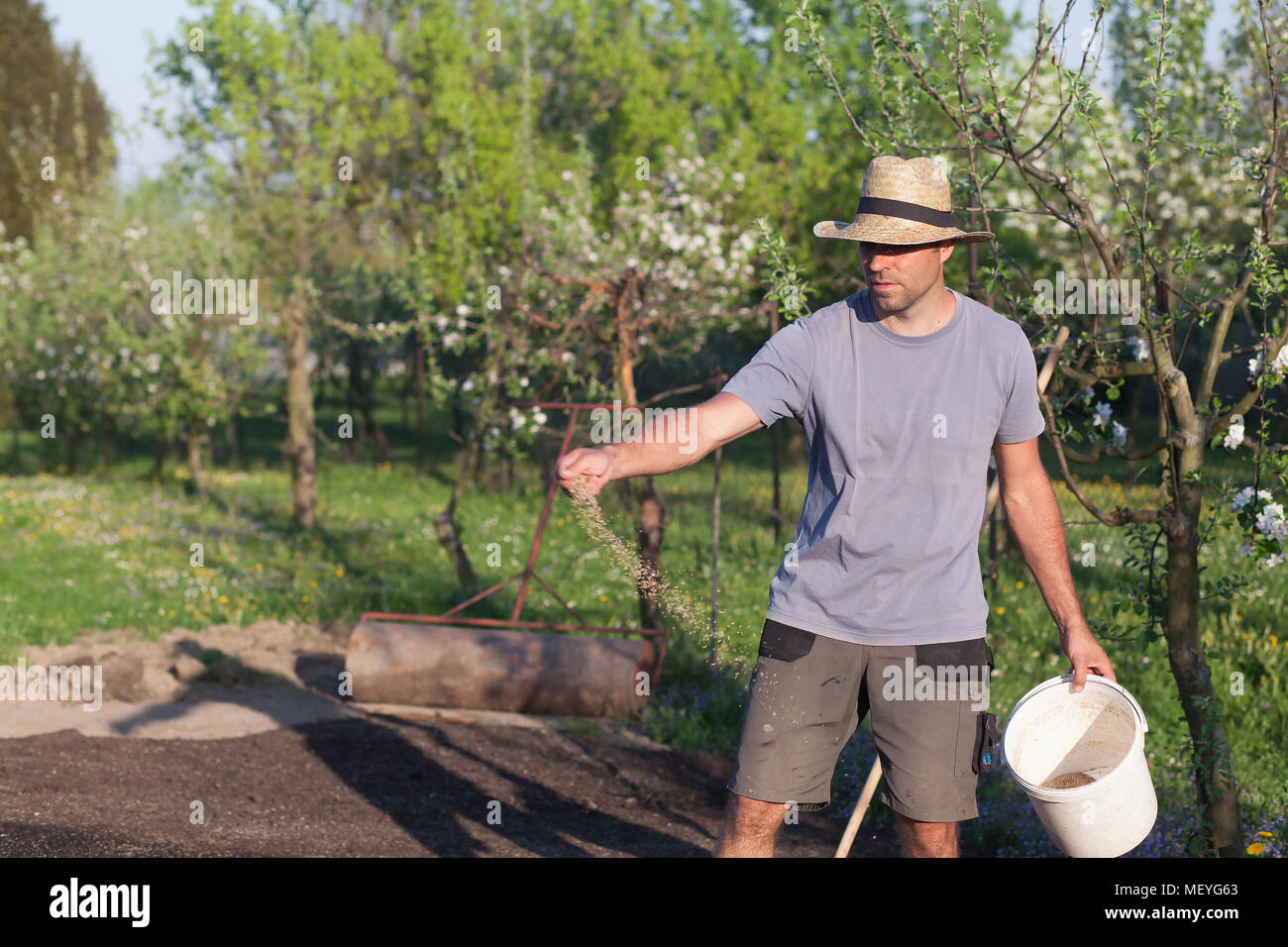 The gardener is laying out new grass. establishment of turf (Shallow ...