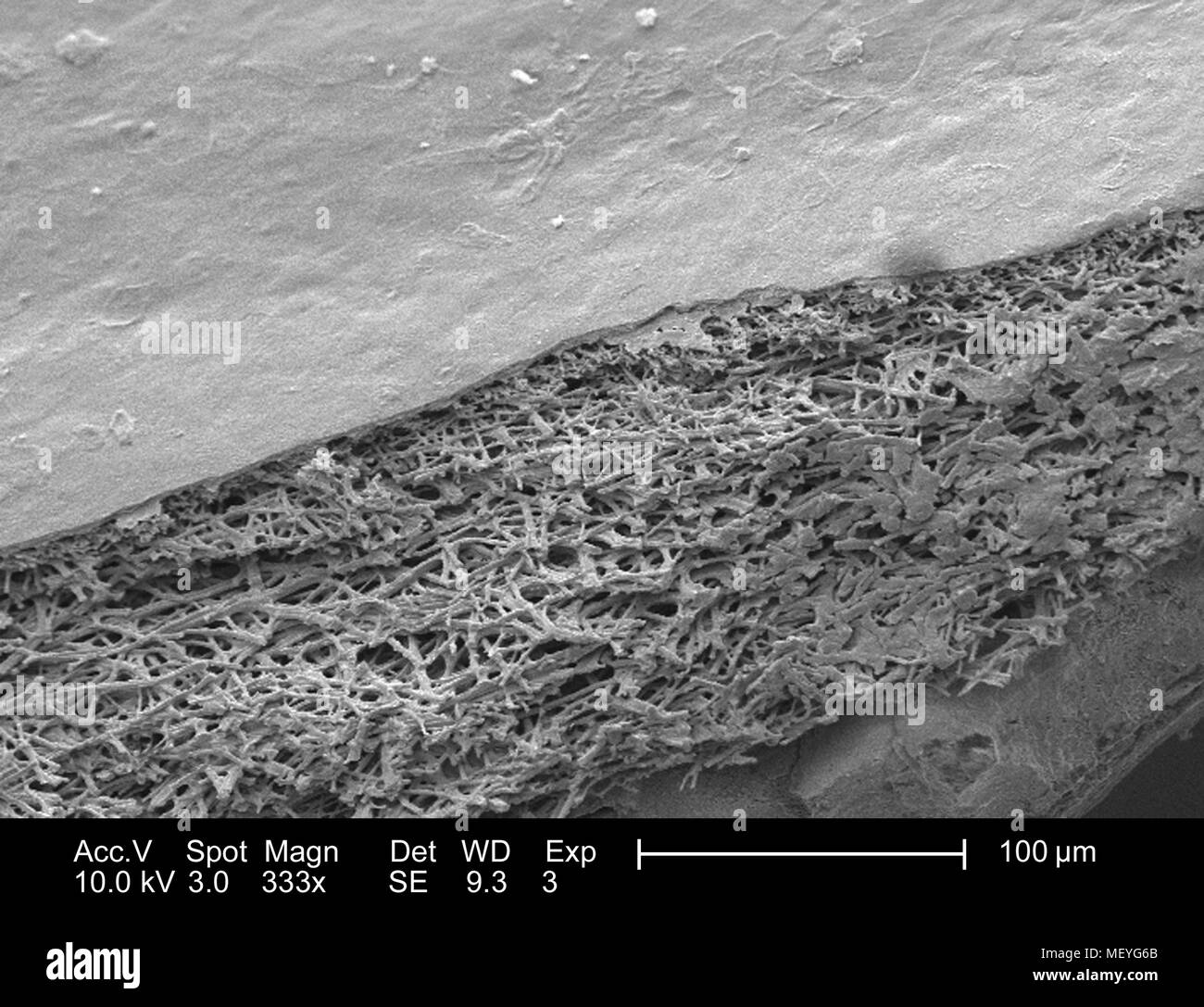 Inside of eggshell Black and White Stock Photos & Images - Alamy